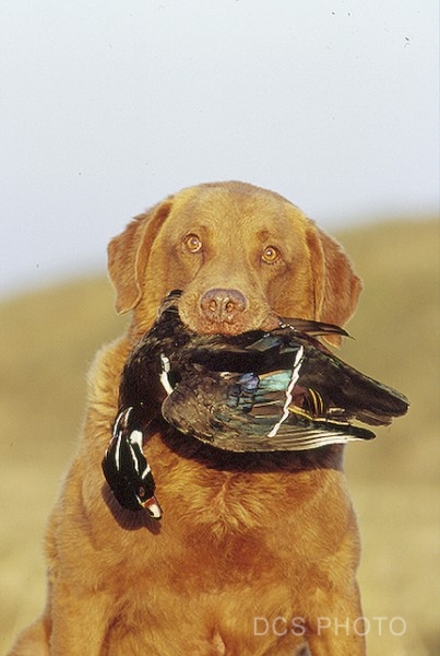 Dale Spartas Photo, DCS Photo, Inc. Chessie with Wood Duck