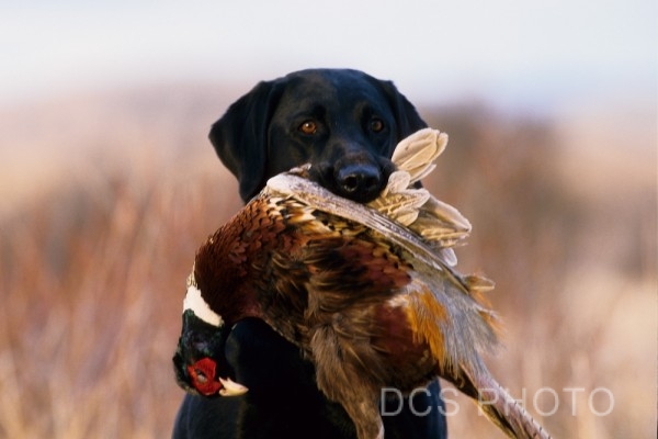 Dale Spartas Photo, DCS Photo, Inc. Black Lab with Pheasant