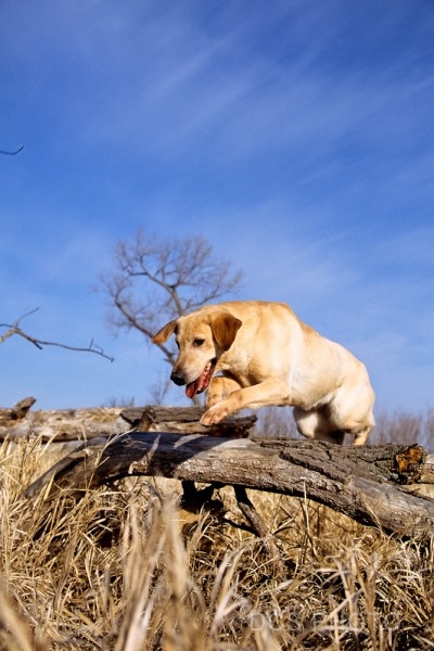 Dale Spartas Photo, DCS Photo, Inc. A Yellow Lab jumping a log.