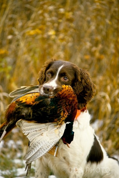 Dale Spartas Photo, DCS Photo, Inc. Springer Spaniel with Pheasant in ...