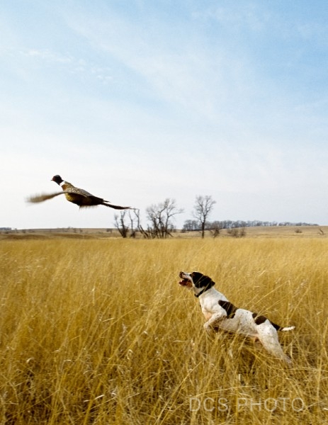 Dale Spartas Photo, DCS Photo, Inc. Springer Spaniel flushes a pheasant ...